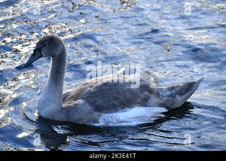 Swan on the River Barrow, Athy, County Kildare, Ireland Stock Photo - Alamy
