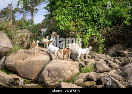 Goats near Itanda Falls of the Victoria Nile in Uganda, sunny day in ...