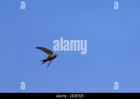A common swift in flight blue sky, sunny day in springtime, Vienna ...