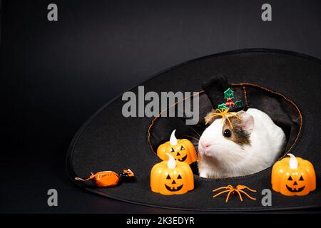 A guinea pig sits in a hat and prepares for Halloween Stock Photo - Alamy