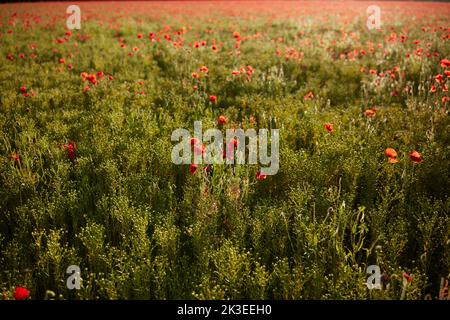 Poppys in a field of Flax Stock Photo - Alamy