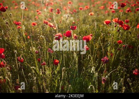Poppys in a field of Flax Stock Photo - Alamy