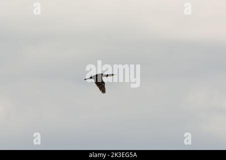 Great Cormorant flying above Vestfjorden in Nordland off the coast of ...
