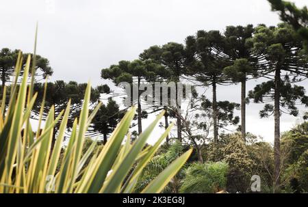 Araucaria or Parana pine, typical of southern Brazil, is at risk of ...