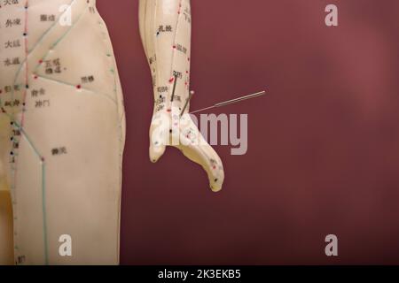 Acupuncture Model Energy Meridians Message Banner. acupuncture dummy ...