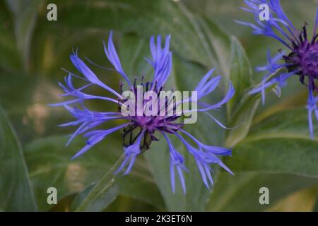 blue of blossom of mountain cornflower (Cyanus montanus, Syn. Centaurea ...