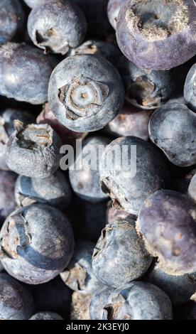 Blueberries in a close-up. Bad blueberries. Old fruit close-up ...