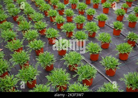 Rows of white perc plants in pots in greenhouse Stock Photo - Alamy
