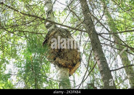 Large caps on the trunk of a birch tree. Burls birch Stock Photo - Alamy