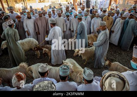 Selling goats at the friday morning cattle market, Nizwa, Oman Stock ...