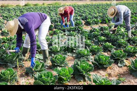 African-american farmer harvesting cabbage in farm field Stock Photo ...