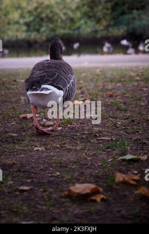A goose walking away Stock Photo - Alamy