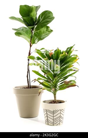 Wilted plants on white background Stock Photo - Alamy