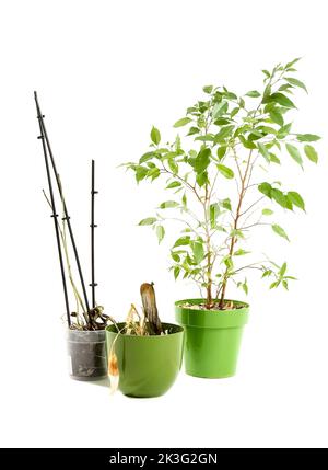 Wilted plants on white background Stock Photo - Alamy