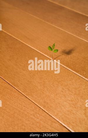 Tree seedling emerging through joint in maple hardwood floor Stock ...