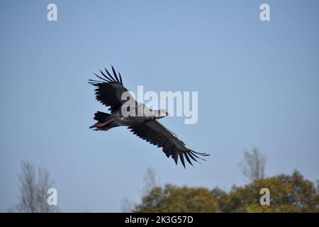 Southern screamer (Chauna torquata), also known as the crested screamer ...