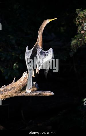 Anhinga (Anhinga anhinga) called snakebird, American darter or water ...