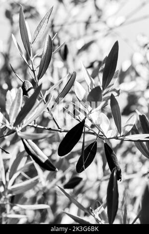 A close up of single olive growing on the branches of a British Olive ...