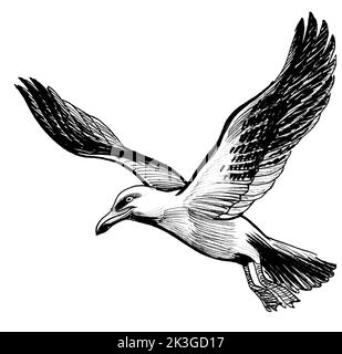 Flying seagull. Ink black and white drawing Stock Photo - Alamy