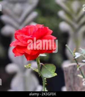Red Roses macro shoot Stock Photo - Alamy
