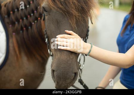 human hand is caressing horse muzzle Stock Photo - Alamy