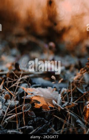 First slight frost in autumn. Freezing leaves on the ground in the ...