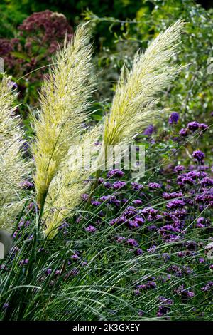 Cortaderia selloana or tall pampas grass, flowering plant in the ...