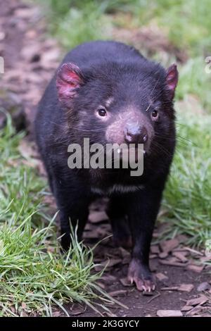 The iconic Tasmanian Devil in a natural environment on a cool spring ...