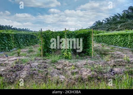 beautiful greenery photograph scene of the cucumber or bitter gourd ...