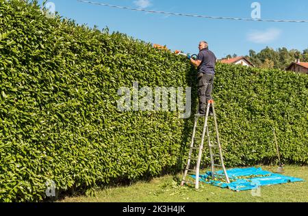 Mature man cuting hedge with an electric hedge trimmer in the garden ...