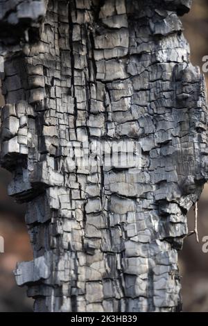 burnt tree bark close up Stock Photo - Alamy