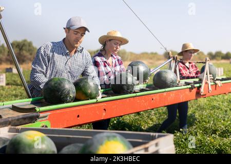 Workers picking ripe watermelons using harvesting machine Stock Photo ...
