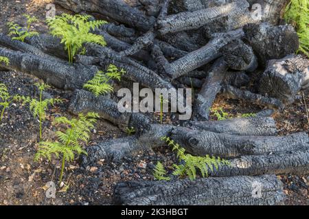 ferns growing after fire Stock Photo - Alamy