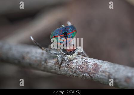 Peacock spider, Maratus mungaich, displaying for a female Stock Photo ...