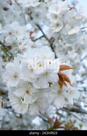 Prunus Tai-Haku. Great White Cherry tree in blossom in front of a stone ...
