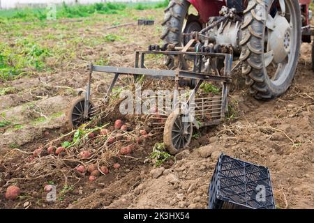 Potato digger machine working on field, lifting potatoes from soil ...