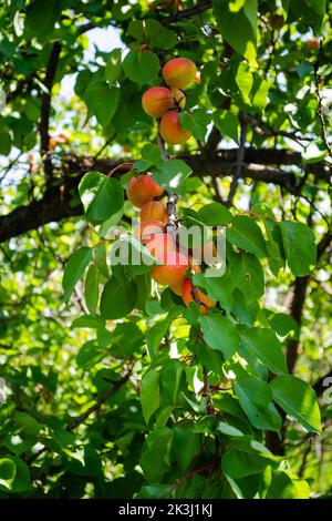 Ripe apricot fruits illuminated by the morning sun during harvest in a ...