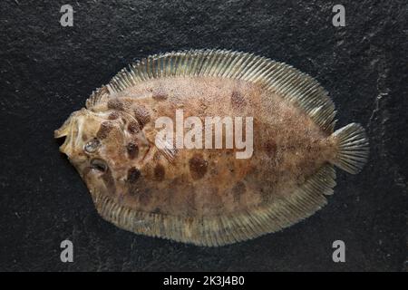 A Topknot flatfish, Zeugopterus punctatus, caught in the English ...