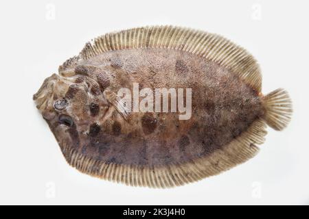 A Topknot flatfish, Zeugopterus punctatus, caught in the English ...