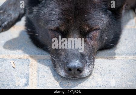 The local dog in rural China -- the Chinese pastoral dog Stock Photo ...