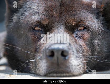 The local dog in rural China -- the Chinese pastoral dog Stock Photo ...