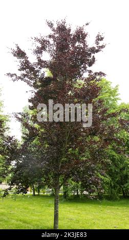 Beautiful bright and dark beech (Fagus sylvatica) temperate, deciduous ...