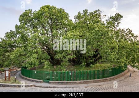 The Hundred-Horse Chestnut, the largest and oldest known chestnut tree ...