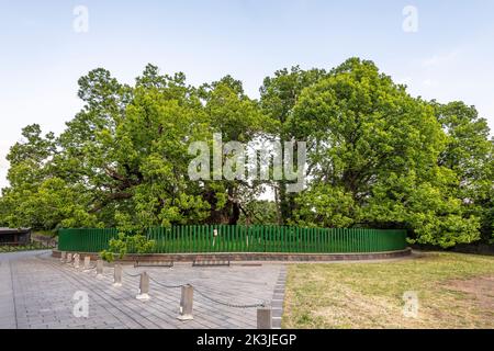 The Hundred-Horse Chestnut in Sant'Alfio, Sicily, is the largest and ...