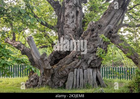 The Hundred-Horse Chestnut, the largest and oldest known chestnut tree ...