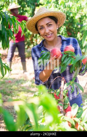 Peruvian female farmer harvesting peaches in fruit garden Stock Photo ...