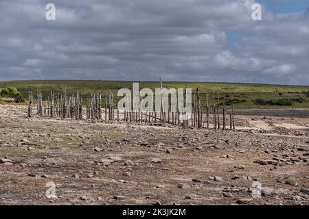 The remains of a copse of dead trees exposed by falling water levels ...