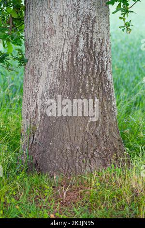 Quercus robur trunk base Stock Photo - Alamy