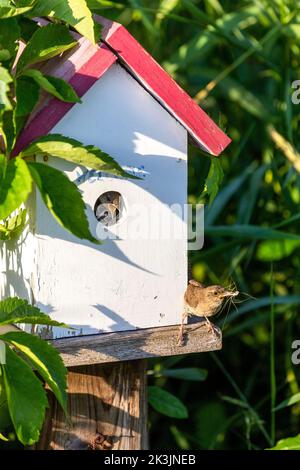 A closeup shot of a house wren bird perched on a tree branches against ...