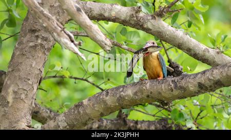 Stork-billed Kingfisher catches a big snakehead fish fly over to the ...